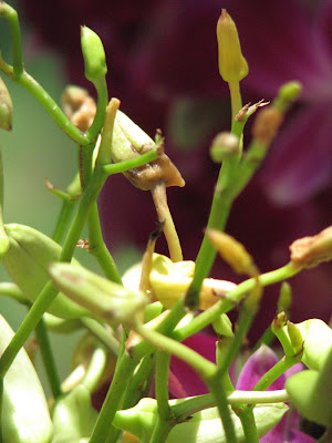 Native Myanmar Flowers Lovers: July 2009