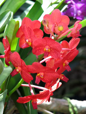 Native Myanmar Flowers Lovers: July 2009