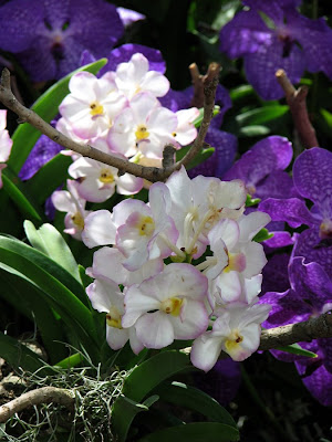 Native Myanmar Flowers Lovers: Lovely Orchids (5)