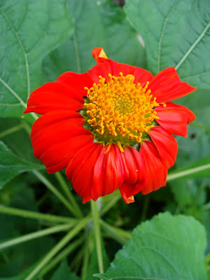 Native Myanmar Flowers Lovers: Boldness in the Nature