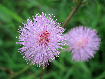Native Myanmar Flowers Lovers: Pink on the Grass