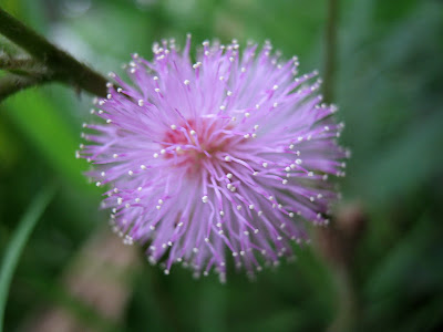 Native Myanmar Flowers Lovers: Pink on the Grass