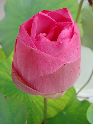 Native Myanmar Flowers Lovers: Pink Lotus