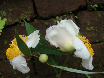 Native Myanmar Flowers Lovers: Unseasonal Kant Kaw