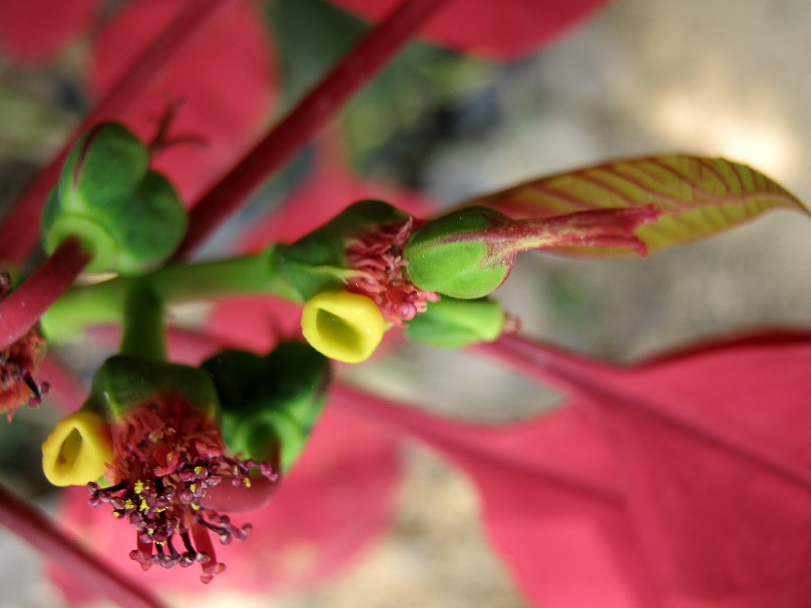 Native Myanmar Flowers Lovers: Pink & Red