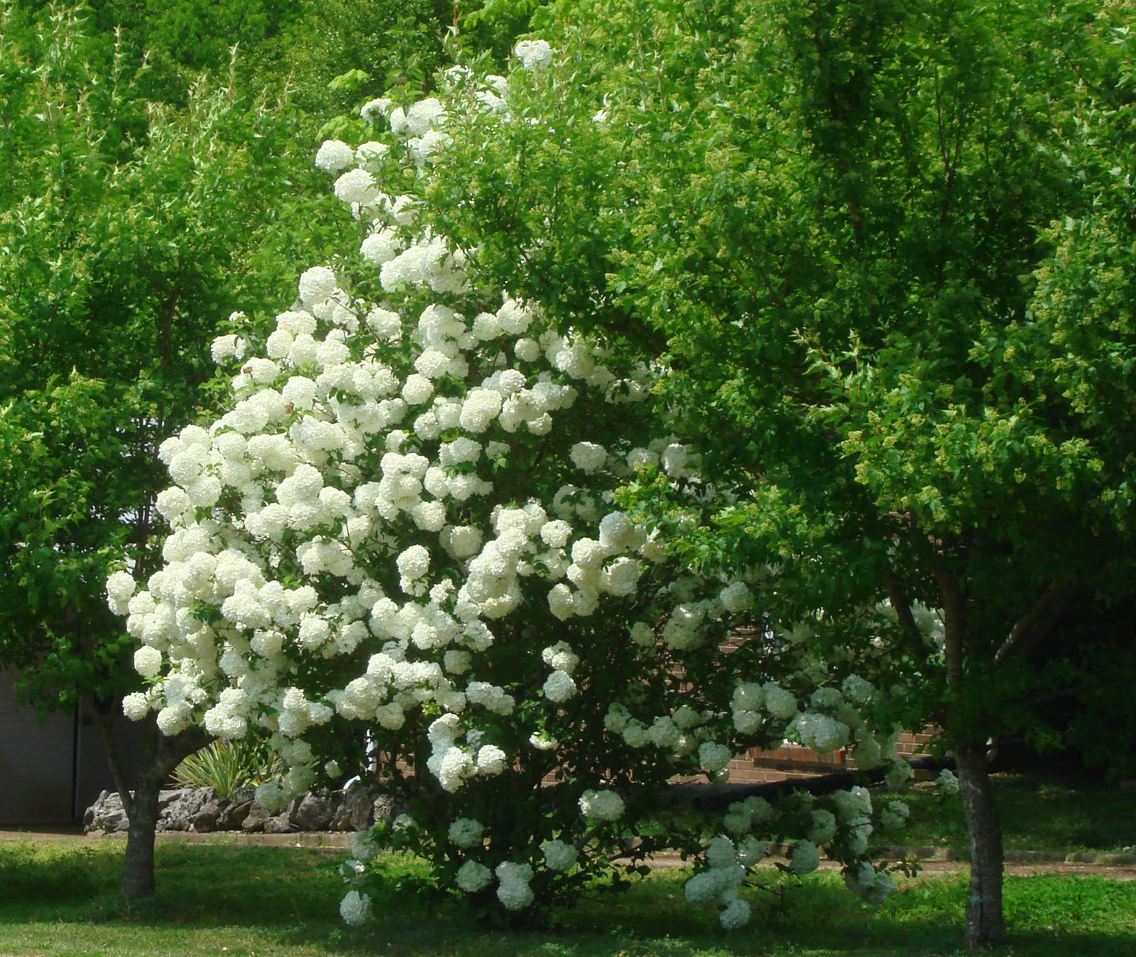 MEADOW LAKE GARDENER: Snow ball Viburnum opulus sterile is a southern ...