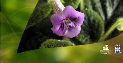 Tudo-Ciências: Plantas Raras da Amazonia