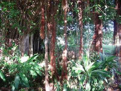 my rustic bajan garden: the bearded fig tree