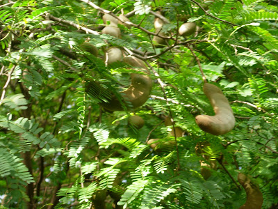 my rustic bajan garden: Tamarind season