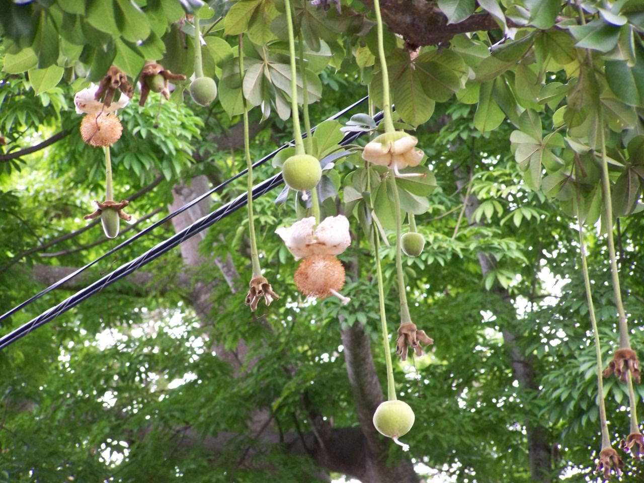 my rustic bajan garden: baobab in Barbados