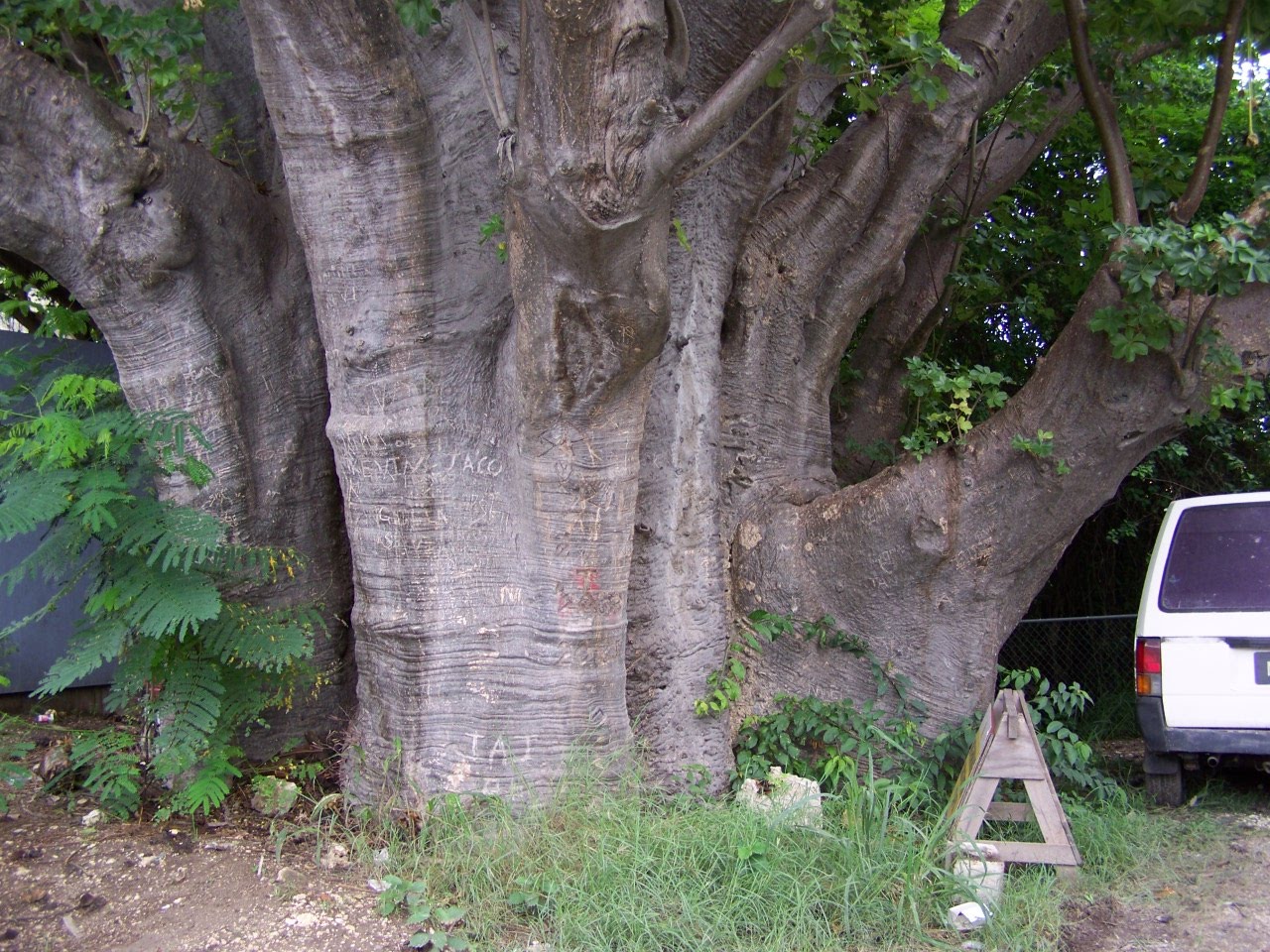 my rustic bajan garden: baobab in Barbados
