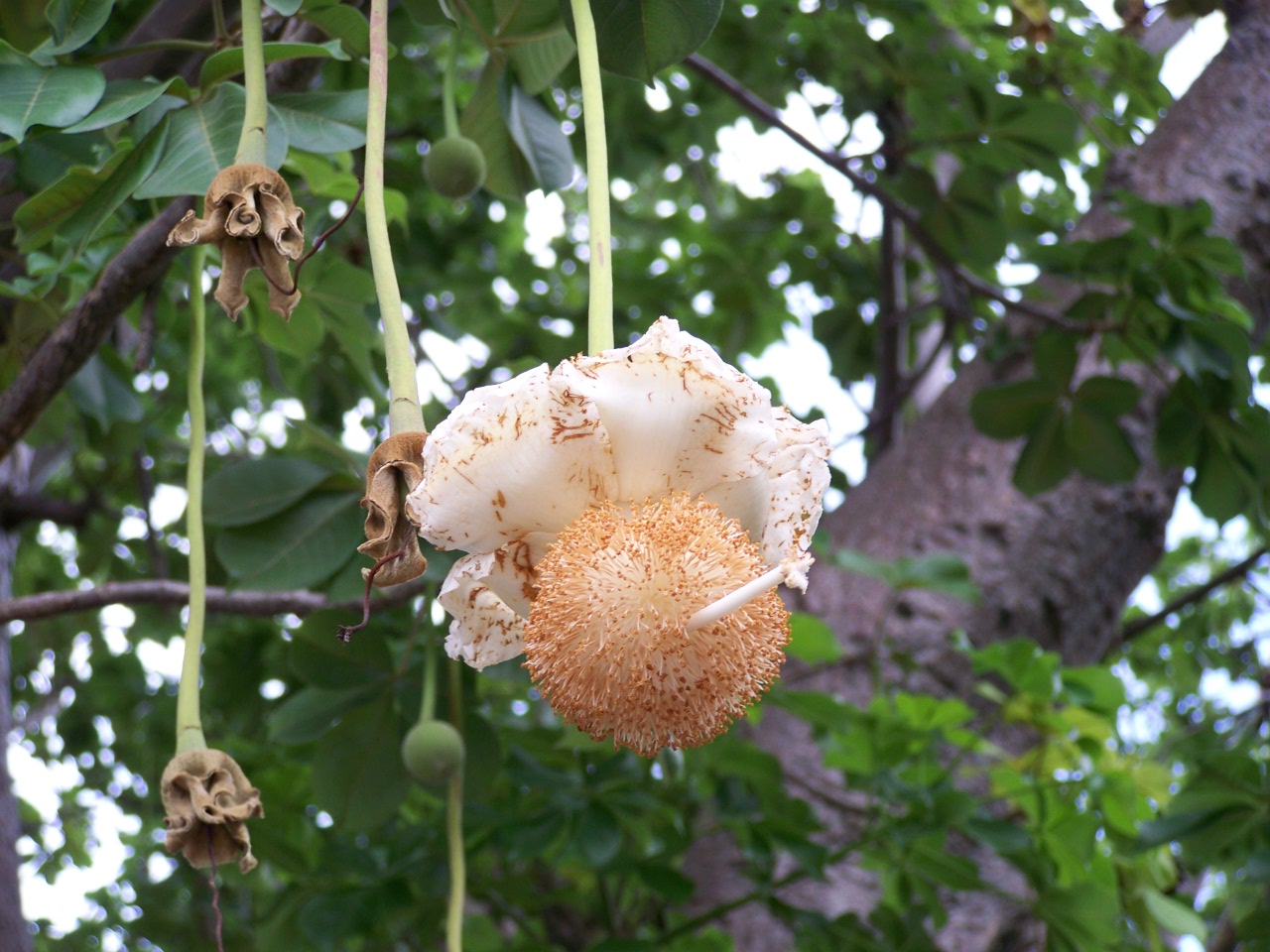 my rustic bajan garden: baobab in Barbados