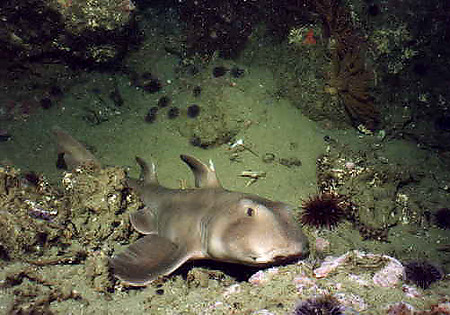 Deep Sea Bloggerhead: Horn Sharks
