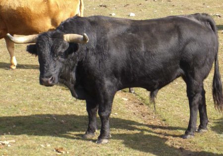 Orocárdeno.: El Semental(I).