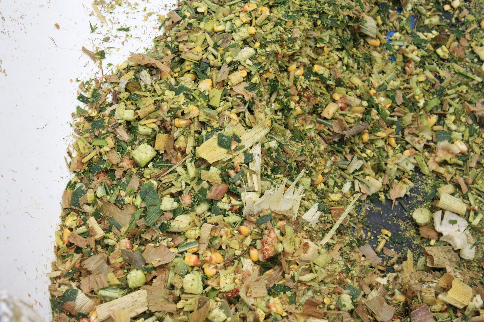 Life on a dairy: Corn Silage