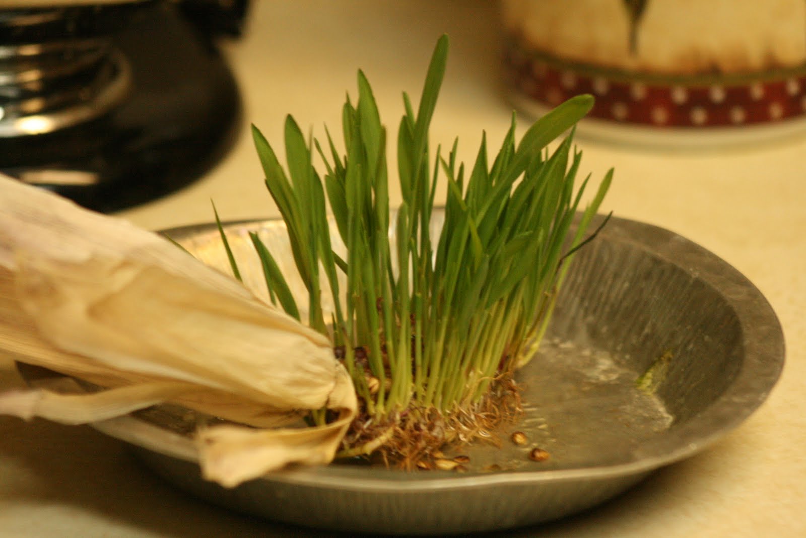 Our School House: Growing Indian Corn