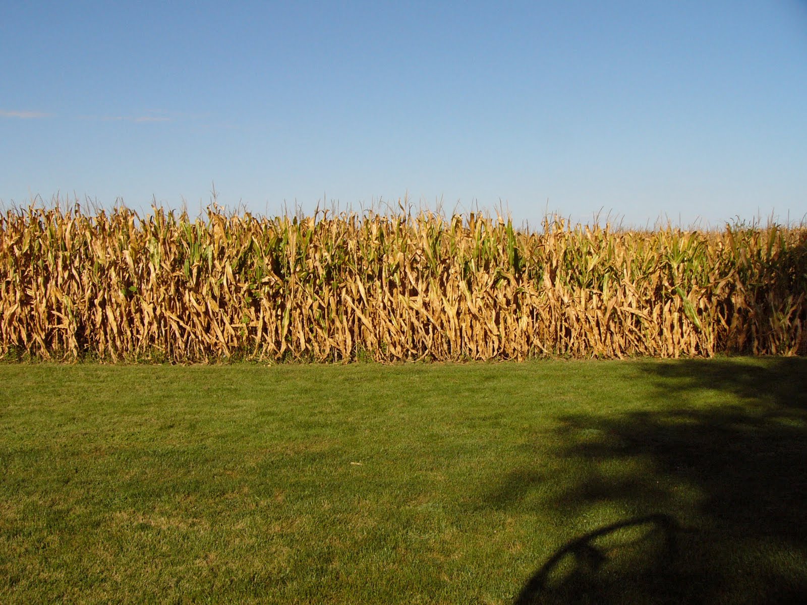 Three Things Very Dull Indeed: Corn in the backyard 2010, weeks 18, 19 ...