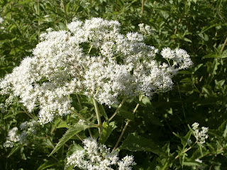 Arbustos: Mariposera - Doctorcito - Chilca de olor