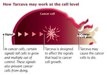 USA Cancer Information: Tarceva and patient response Picture | USA ...