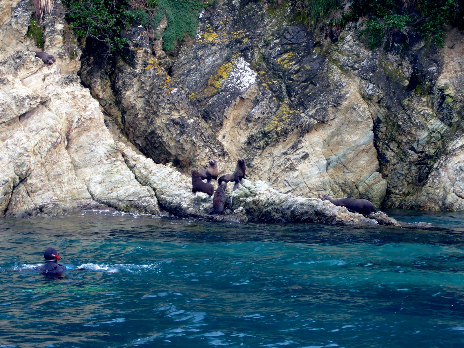 NORTH TRAVELLER: NEW ZEALAND / FRENCH PASS