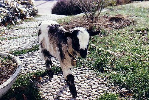 Amici-in-allegria: Capretta nana Thailandese -Capra hircus