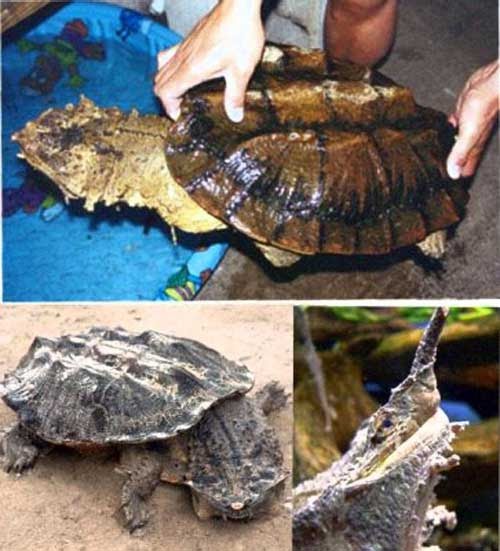 Amici-in-allegria: Mata Mata (Chelus fimbriatus)