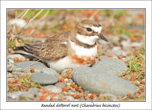 JONATHAN HARROD PHOTOGRAPHY: Spring greetings