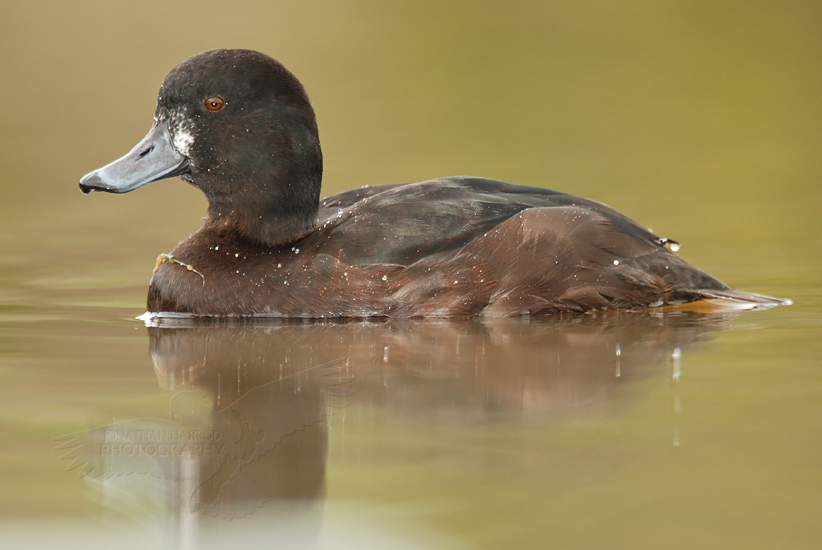 JONATHAN HARROD PHOTOGRAPHY: SPOTLIGHT: New Zealand Scaup (Aythya ...
