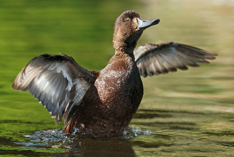 JONATHAN HARROD PHOTOGRAPHY: SPOTLIGHT: New Zealand Scaup (Aythya ...