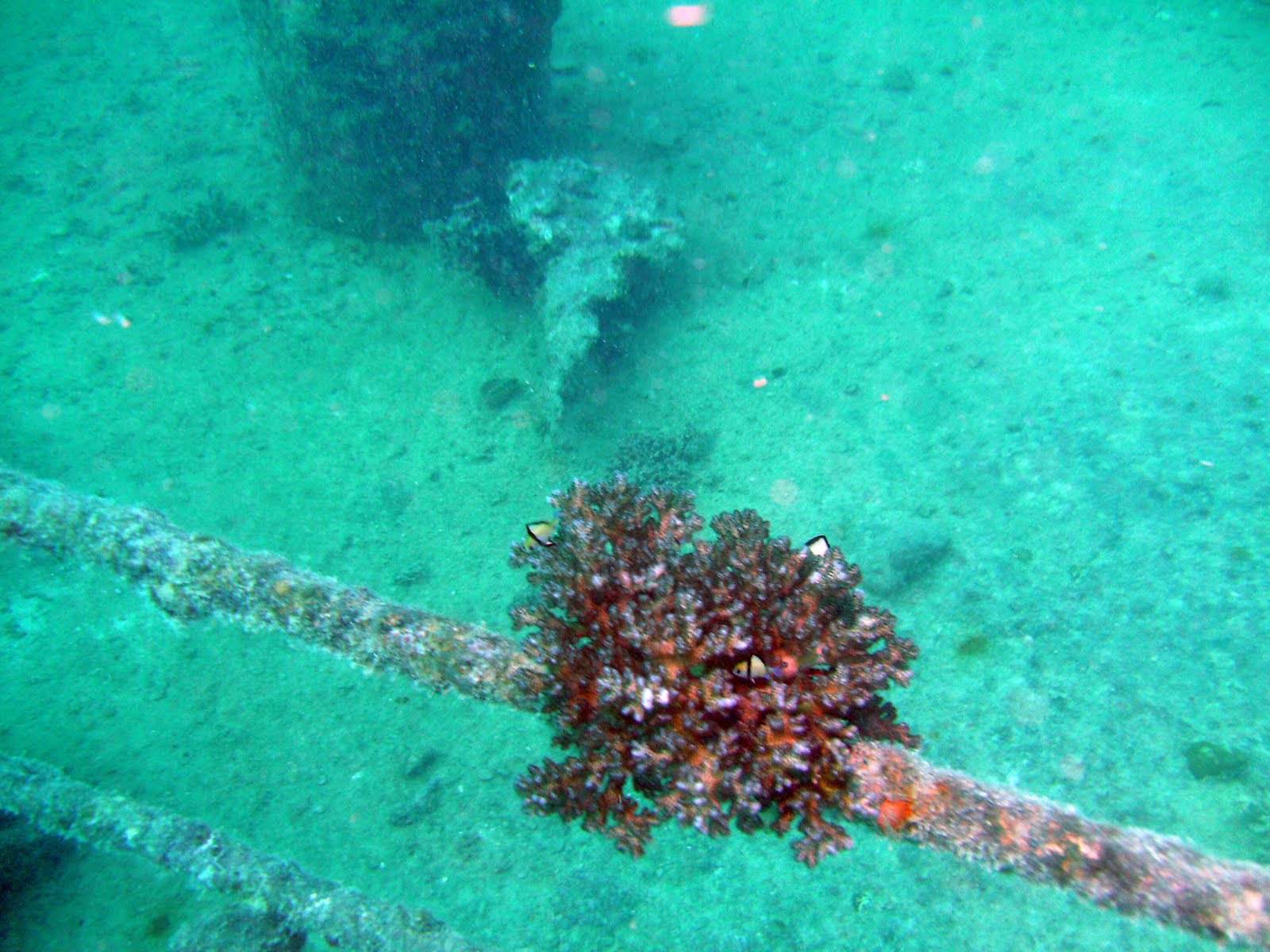 Online Dive Log: Port Vila, Vanuatu. Wreck of the Konanda