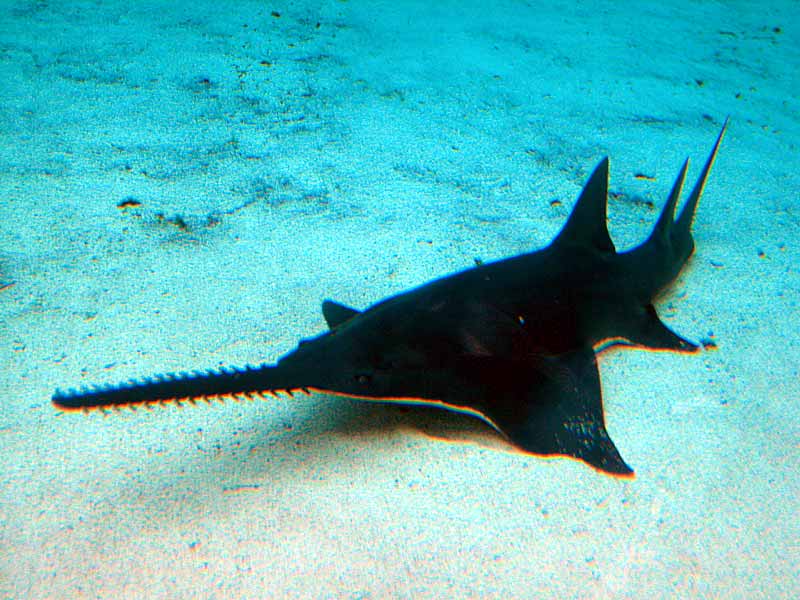 So Know the Starfish: 2010-05-30