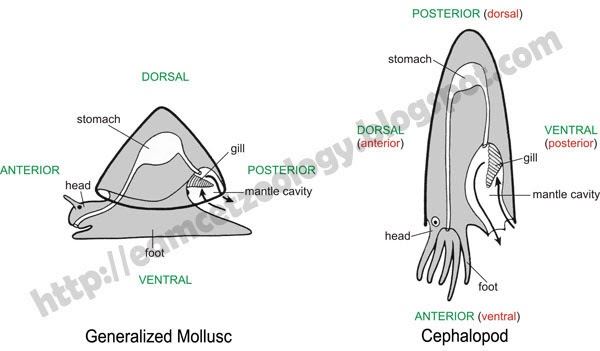 EAMCET Zoology: Cephalopod Orientation