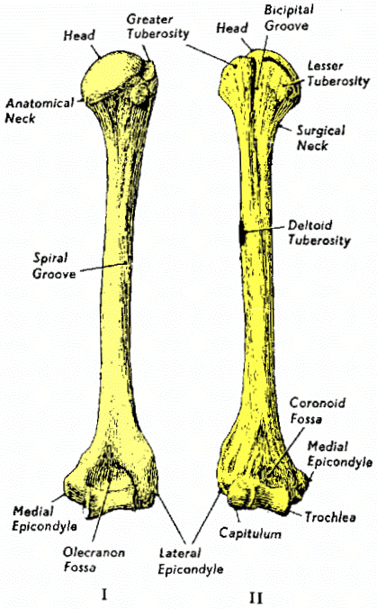 begin to dig: The amazing shoulder - part 2: glenohumeral joint ...