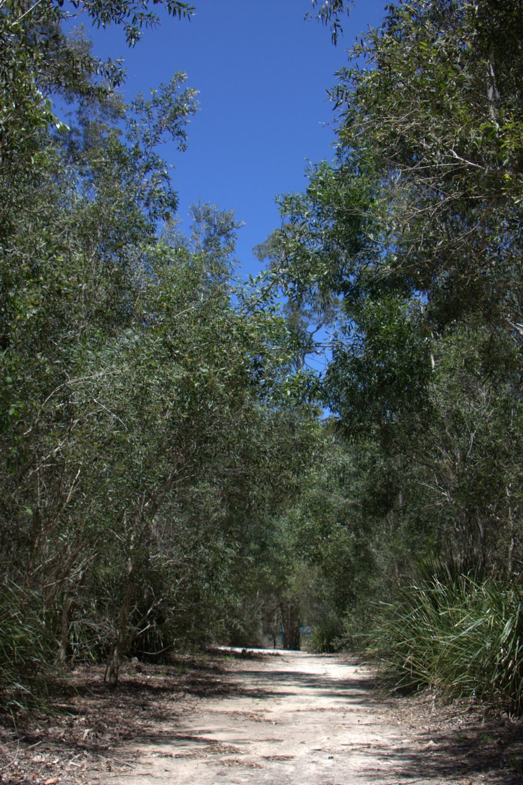 Jacqui D Photography: Coombabah Wetlands Boardwalk