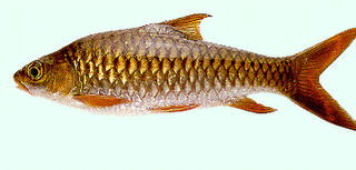 ikan kelah