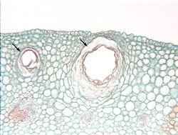 distillingherbs: Secretory structures of aromatic plants
