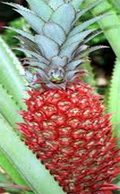 fruithealthfacts, fruits information, fruits and vegetables: Pineapple ...