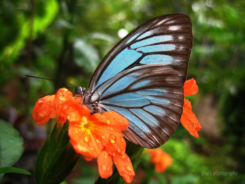 Butterflies