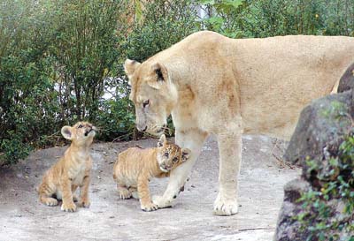 ligers: TIGONS.....