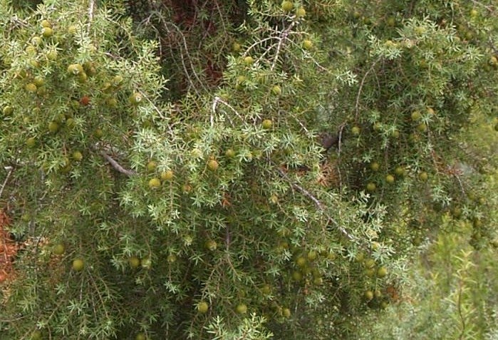 La Flora en la Sierra de Cazorla: FotosFlora Cazorla 5