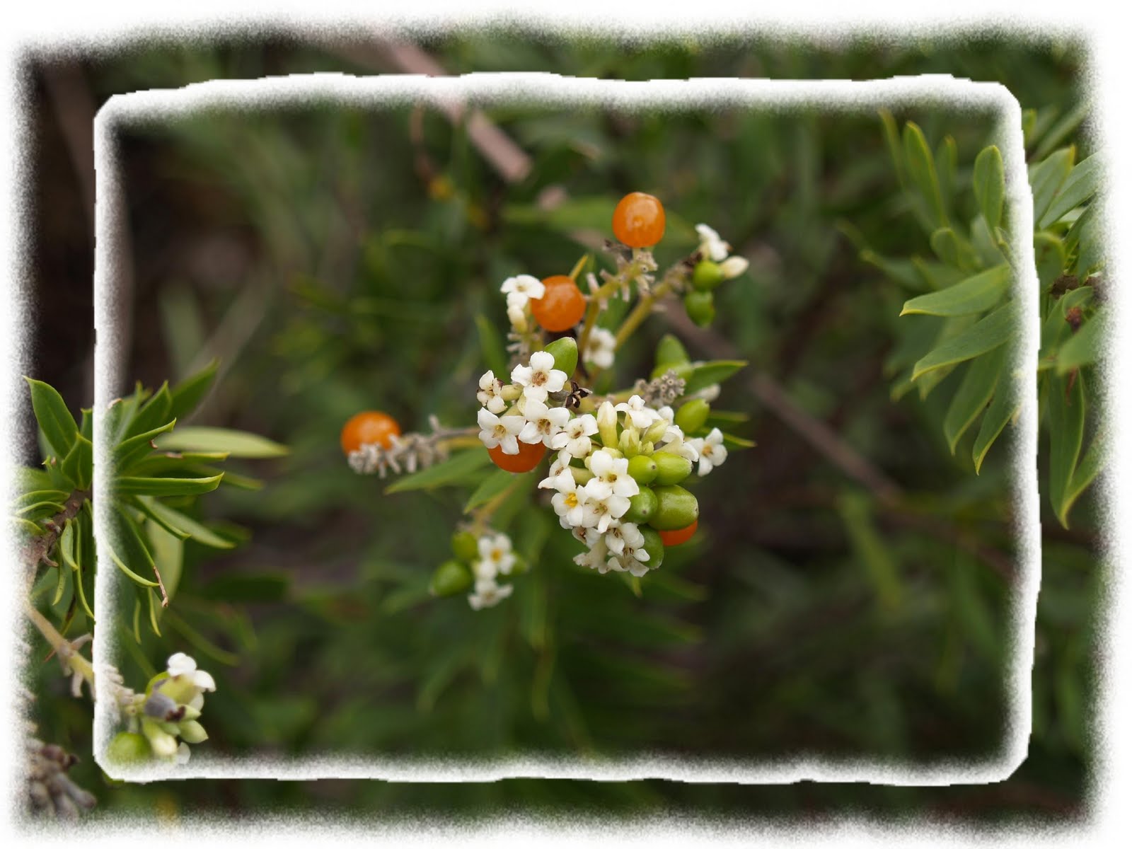 La Flora en la Sierra de Cazorla: FotosFlora Cazorla 5