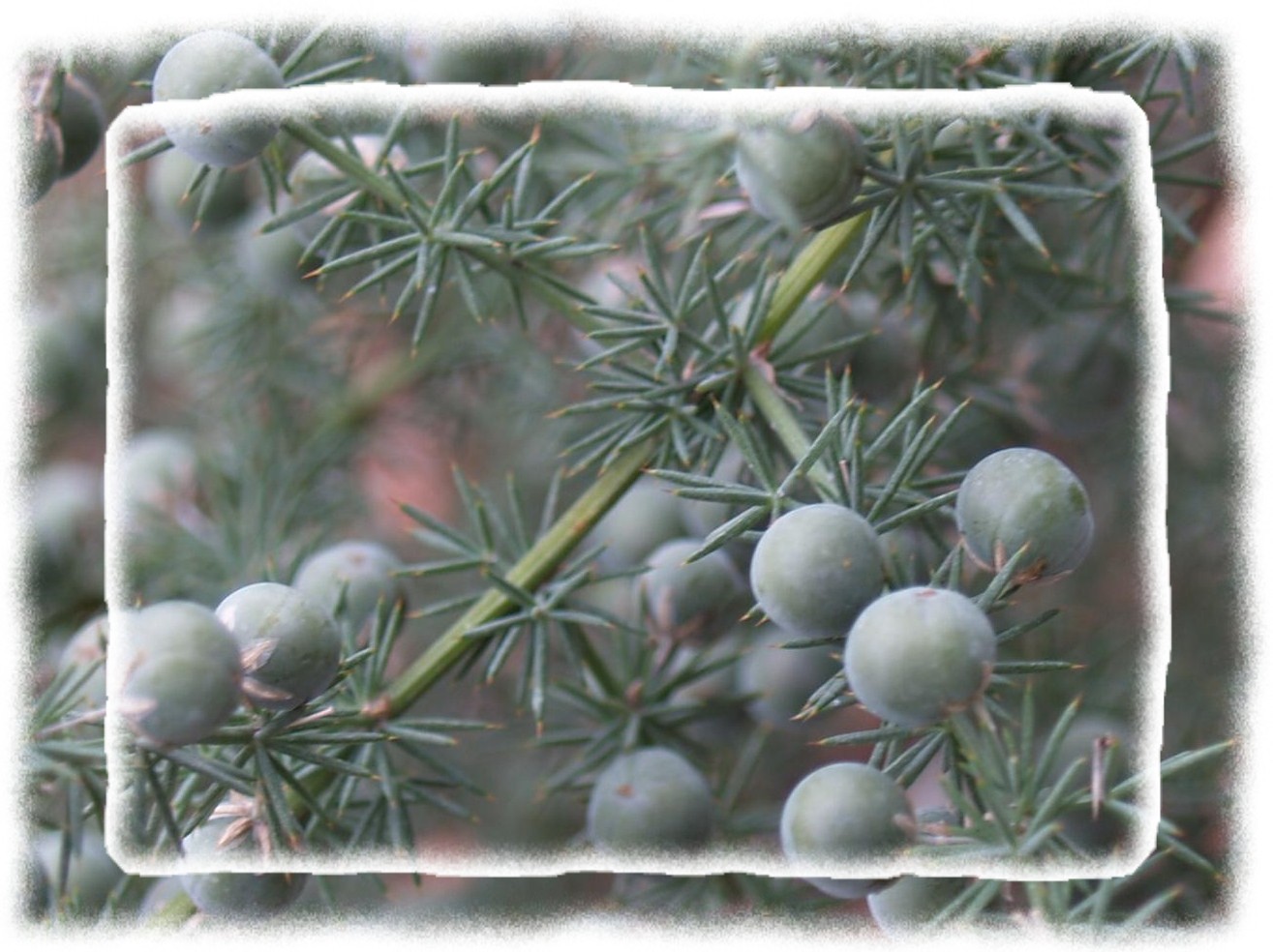La Flora en la Sierra de Cazorla: FotosFlora Cazorla 5