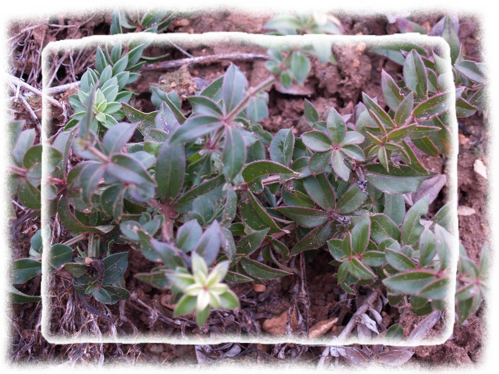 La Flora en la Sierra de Cazorla: FotosFlora Cazorla 5