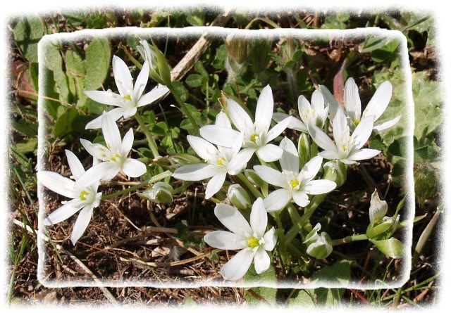 La Flora en la Sierra de Cazorla: FotosFlora Cazorla 2