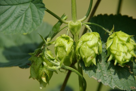 Leacuri din batrani: HAMEI - denumit popular camalău, himel, mălugă sau ...