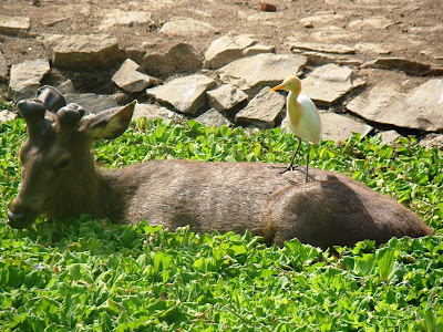 PAWS-Mumbai Photographs: PAWS-Mumbai visited Veermata Jijabai Bhonsle ...