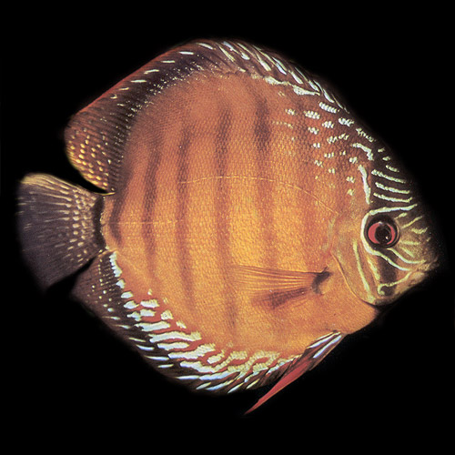 fish,tips,tricks,diy,investment,cichlids,computer,technology: May 2010