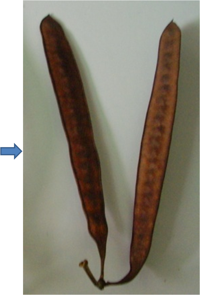 SATIVA: PERKEMBANGAN BUNGA MENJADI BUAH LAMTORO (Leucaena glauca)