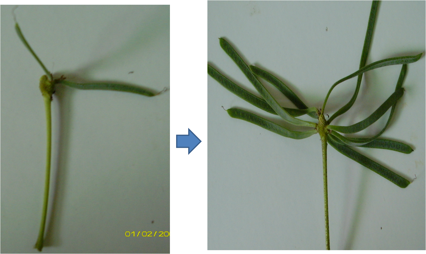 SATIVA: PERKEMBANGAN BUNGA MENJADI BUAH LAMTORO (Leucaena glauca)