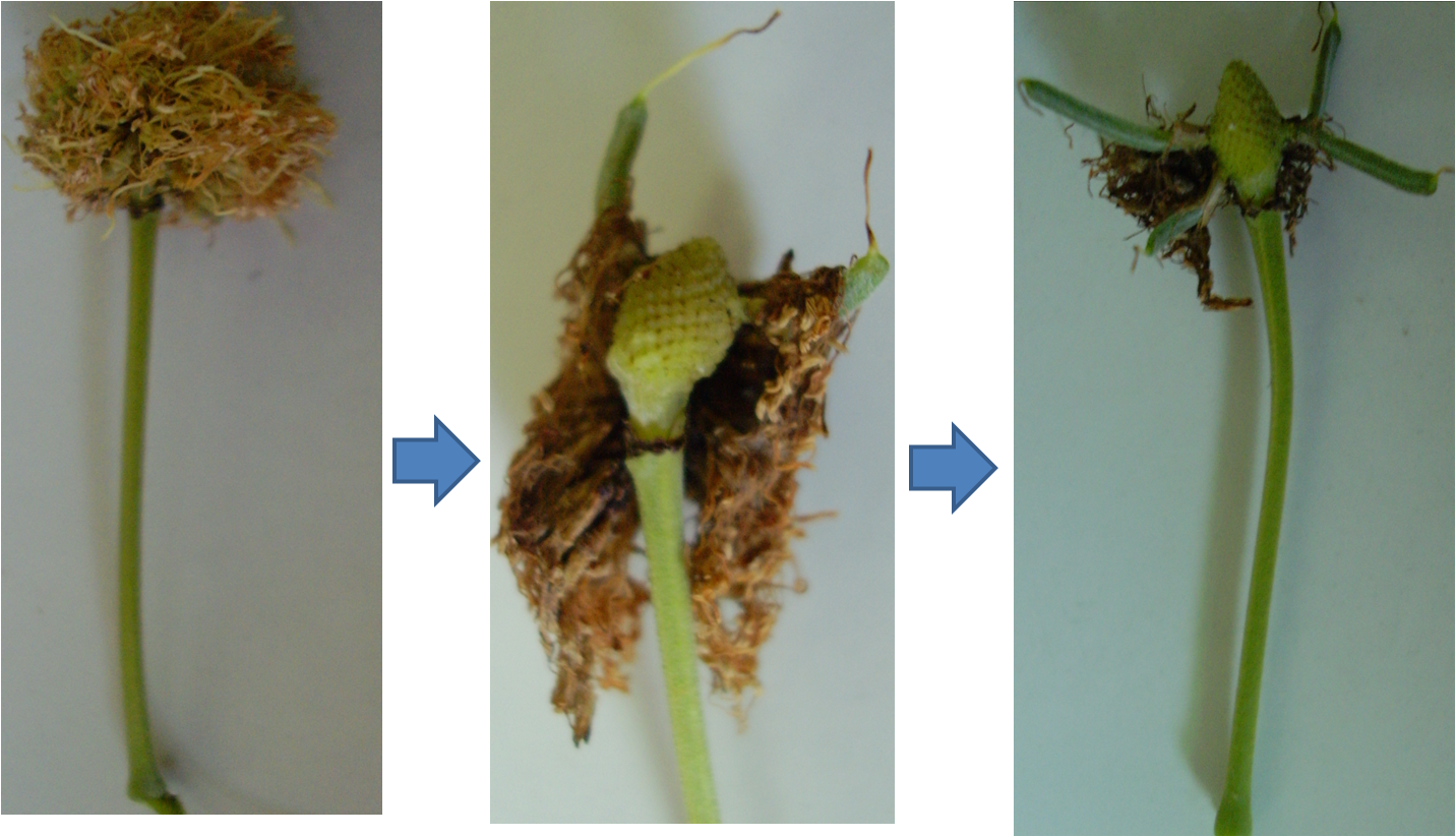 SATIVA: PERKEMBANGAN BUNGA MENJADI BUAH LAMTORO (Leucaena glauca)